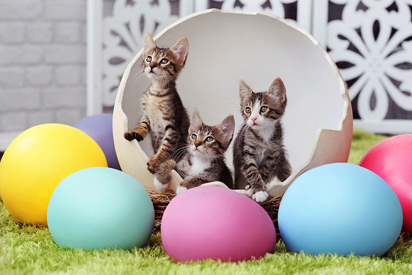 Fun Things To Do At Easter With Your Loved Ones | Discovery Commons by ...