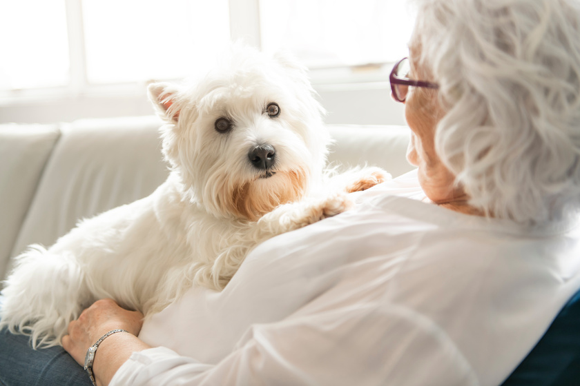 6 Health Benefits Of Pet Therapy For Your Elderly Loved One | Discovery ...